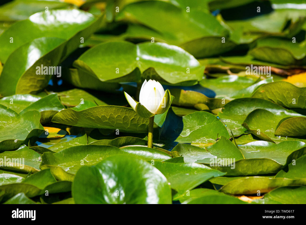 White Lilly blossom in Oregon Stock Photo - Alamy