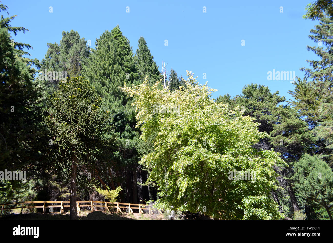 Bariloche, Argentina.Victoria Island view of the Pine trees in the wood ...