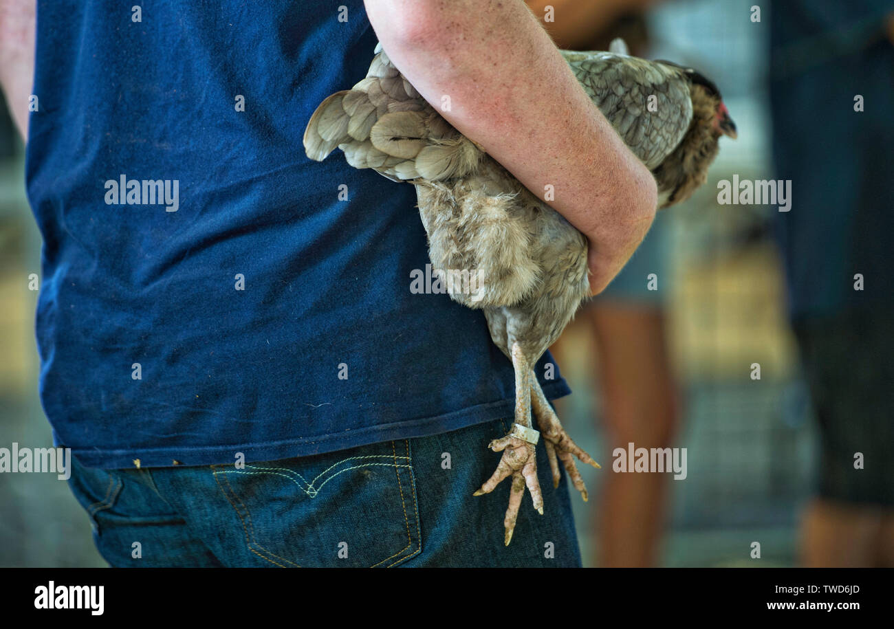 UNITED STATES - July 24, 2017: This chicken is ready for the poultry ...