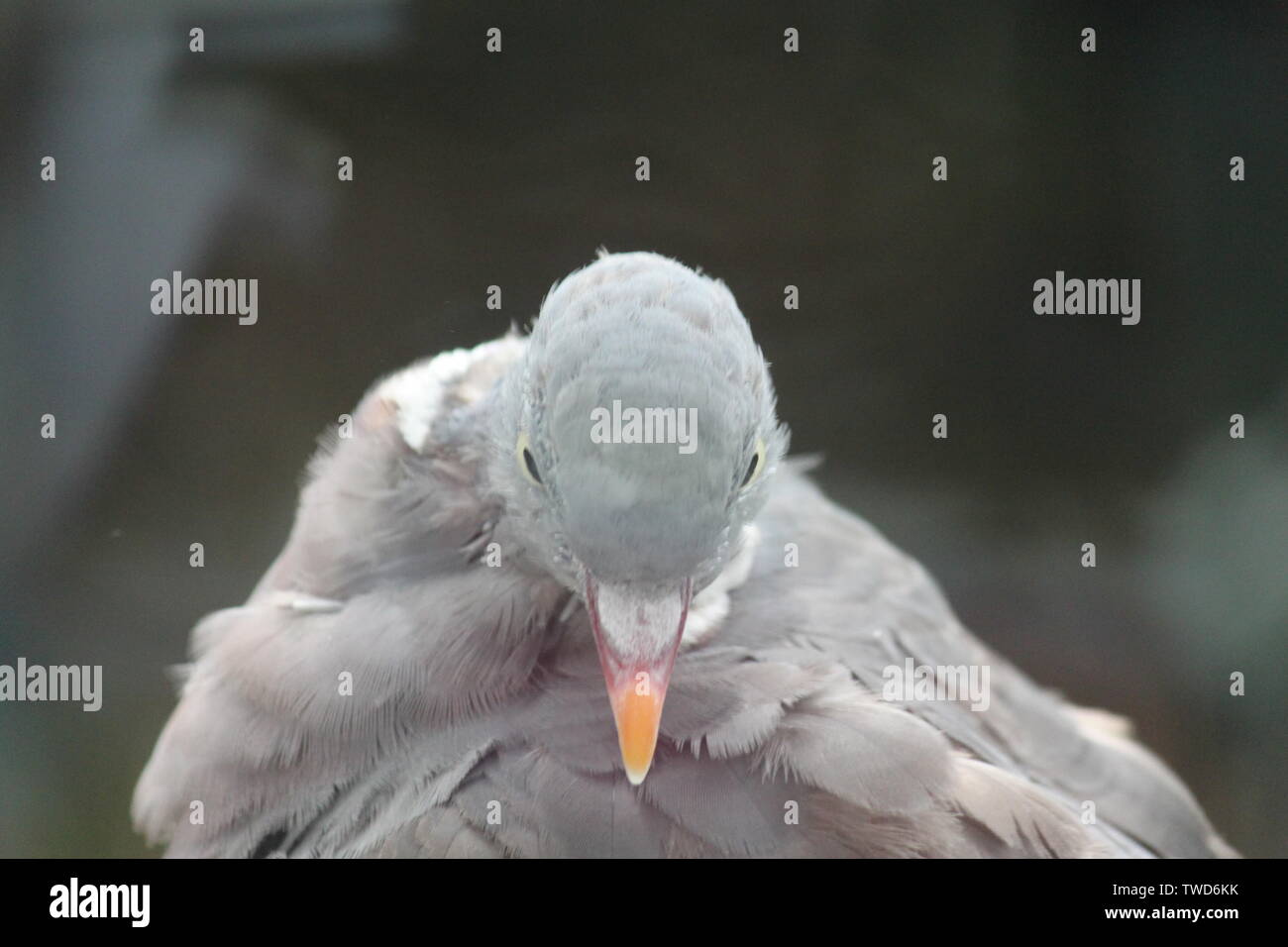 Common wood pigeon plumage hi-res stock photography and images - Alamy