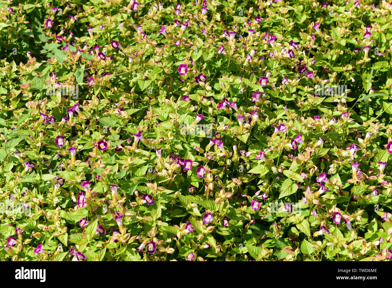 Chirada hi-res stock photography and images - Alamy