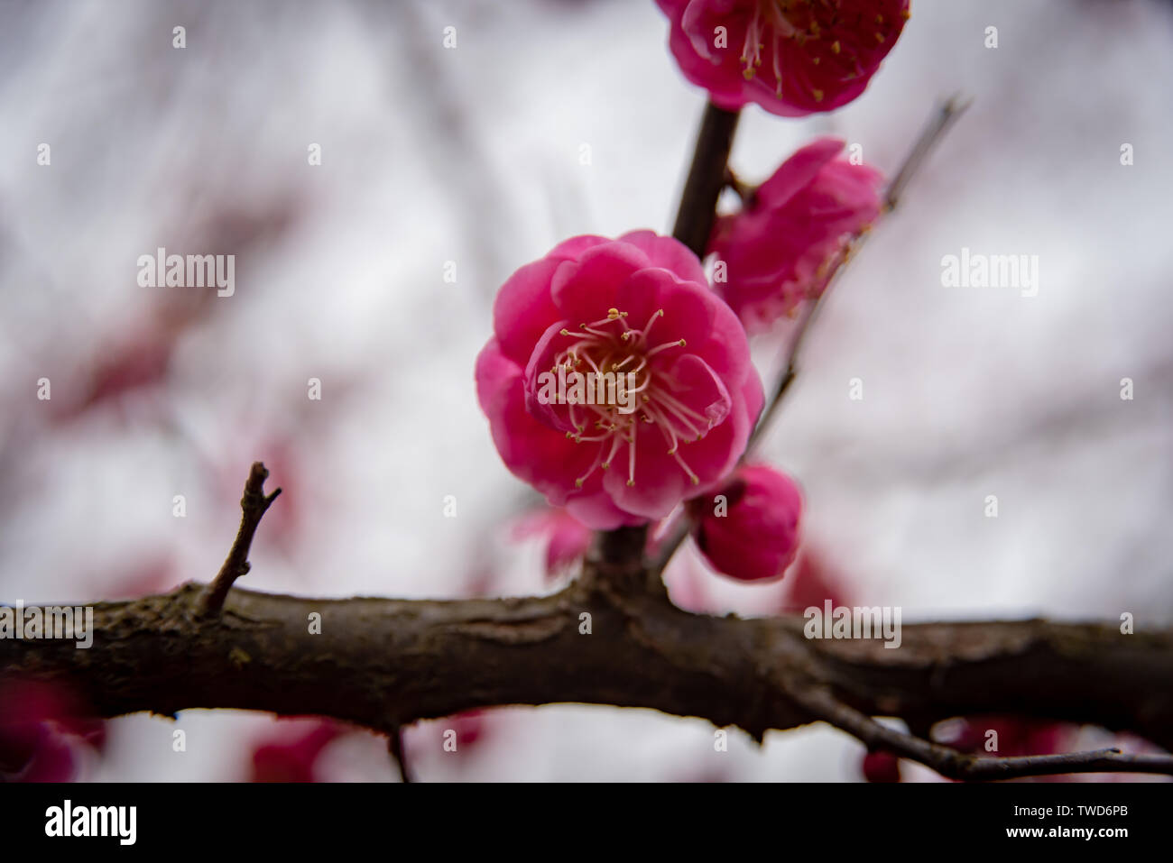 Season park plum blossom season plum blossom season plums hi-res stock ...