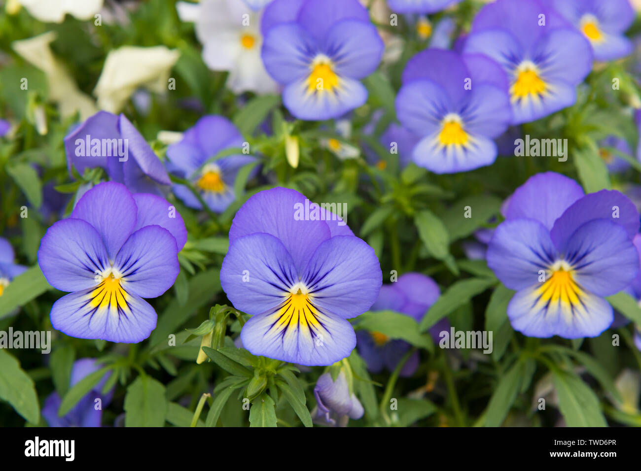 Beautiful spring violet flowers background Stock Photo - Alamy