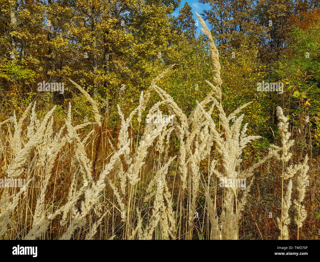 Grassland understory hi-res stock photography and images - Alamy