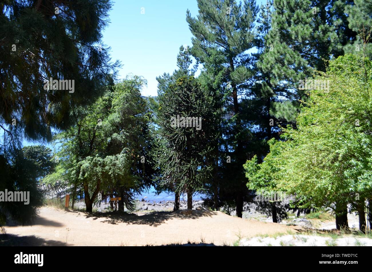 Bariloche, Argentina.Victoria Island view of the Pine trees in the wood ...