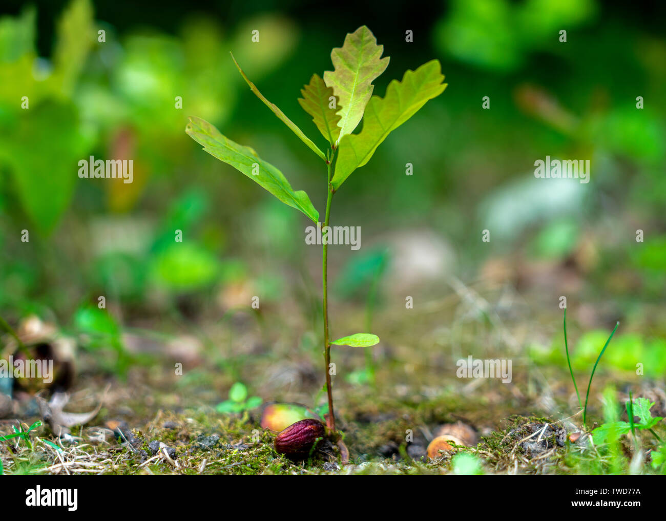 a young oak sprout sprouting from an acorn close-up on a blurred green ...