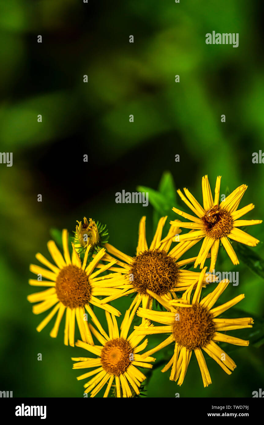 Sphincter hi-res stock photography and images - Alamy