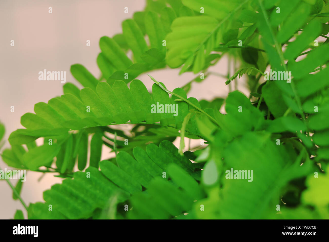 Chicken bone grass in Lingnan Chinese herbal material map Stock Photo ...