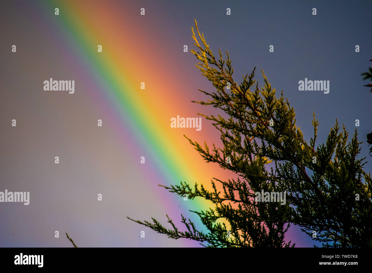 A stunning rainbow disappears behind and Evergreen tree Stock Photo - Alamy