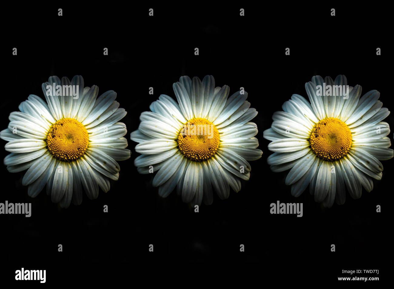 Row daisies hi-res stock photography and images - Alamy