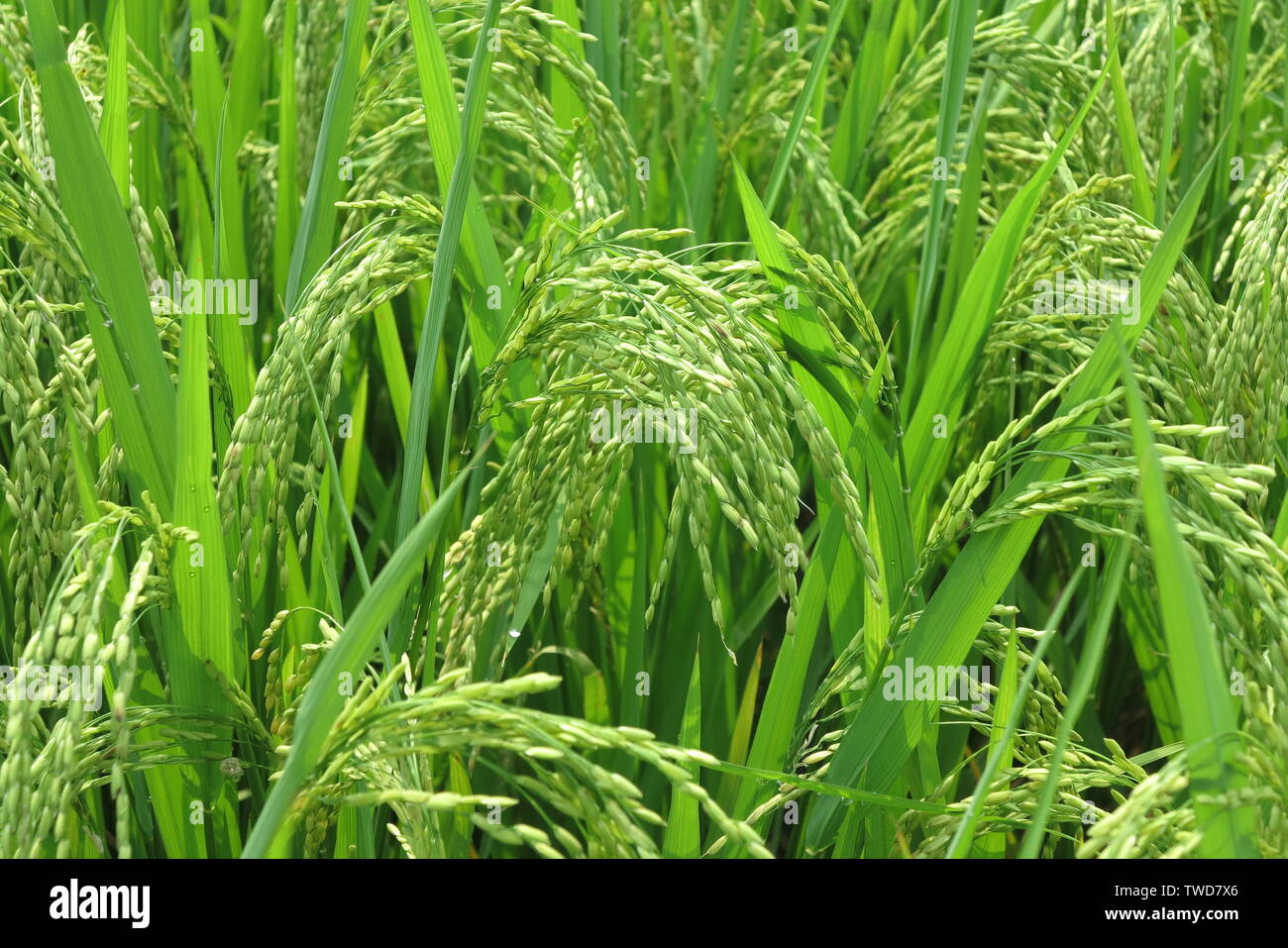 Spikes of rice in the field Stock Photo - Alamy