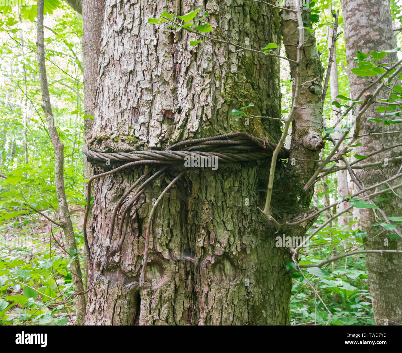 Wire cable around tree hi-res stock photography and images - Alamy
