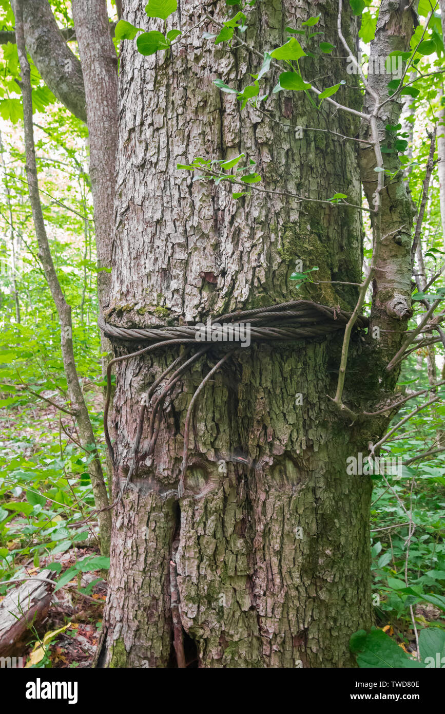 Wire cable around tree hi-res stock photography and images - Alamy