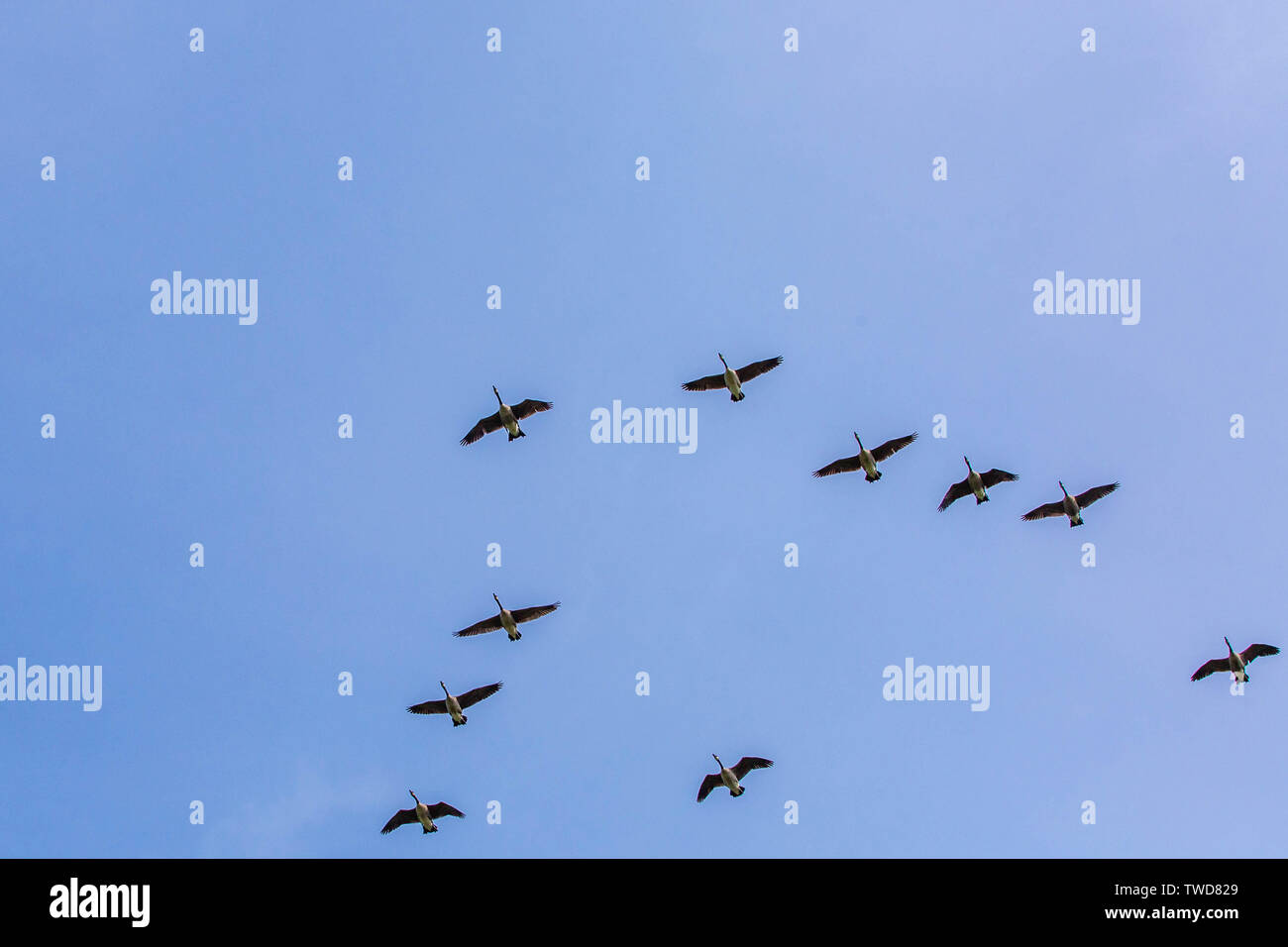 Flying south hi-res stock photography and images - Alamy
