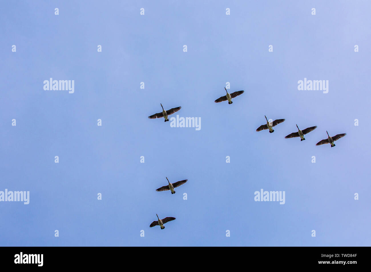 Flying south hi-res stock photography and images - Alamy