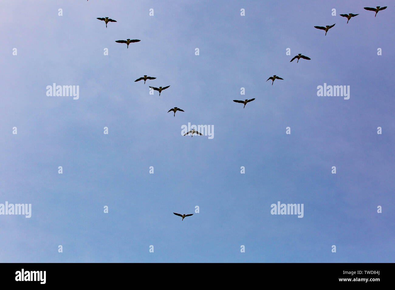 Fly south for the winter hi-res stock photography and images - Alamy