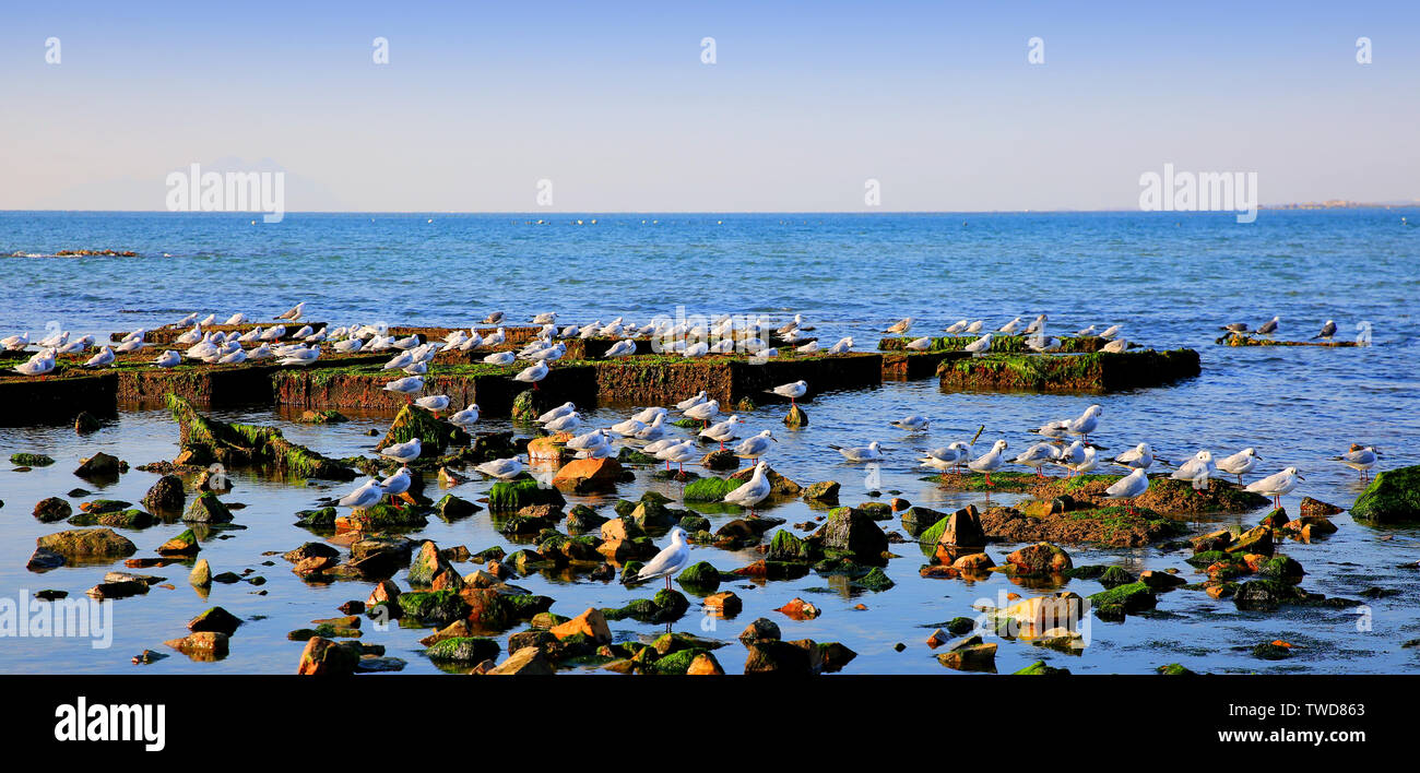 A batch of pictures on the edge of the sea Stock Photo - Alamy