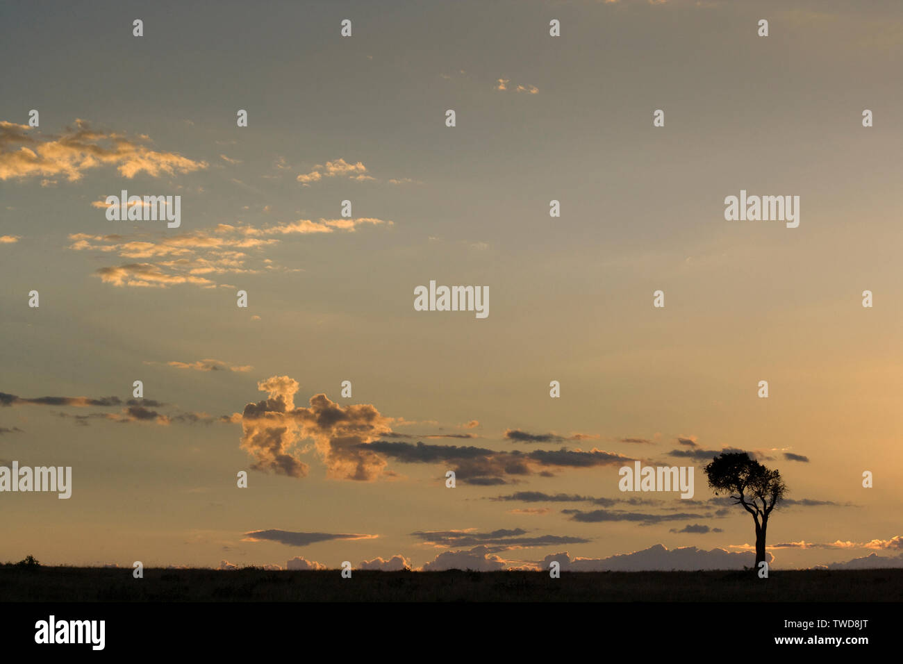 Masai mara sunset heat hi-res stock photography and images - Alamy