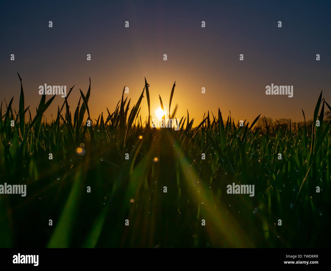 Sunlight sparkling on dew hi-res stock photography and images - Alamy