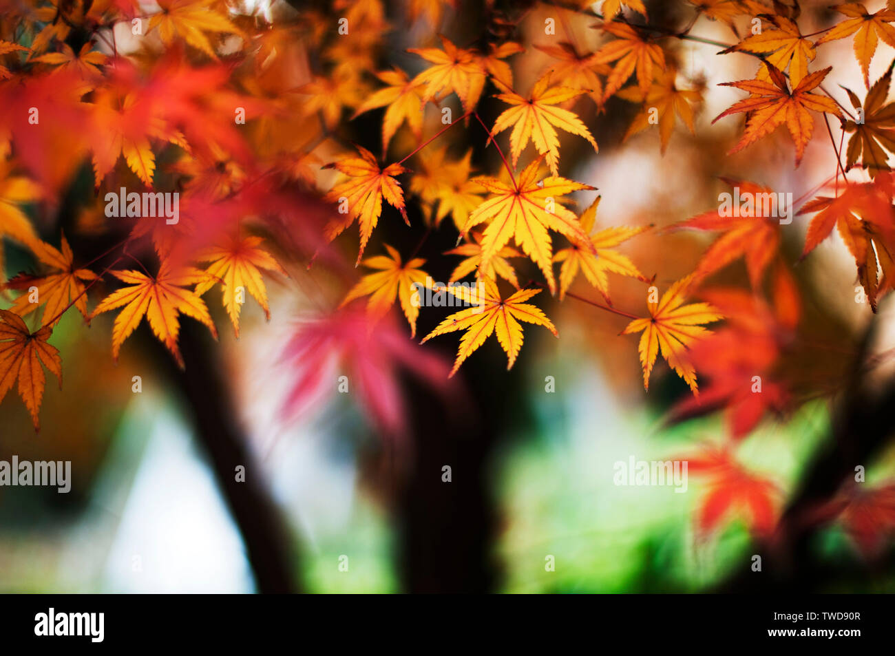 Fall maple leaves Stock Photo - Alamy