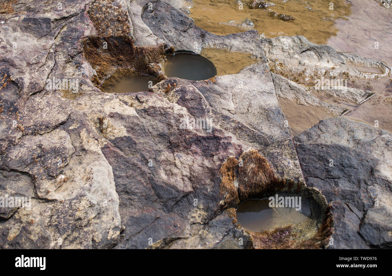 Coastal wet stone surface with holes Stock Photo - Alamy