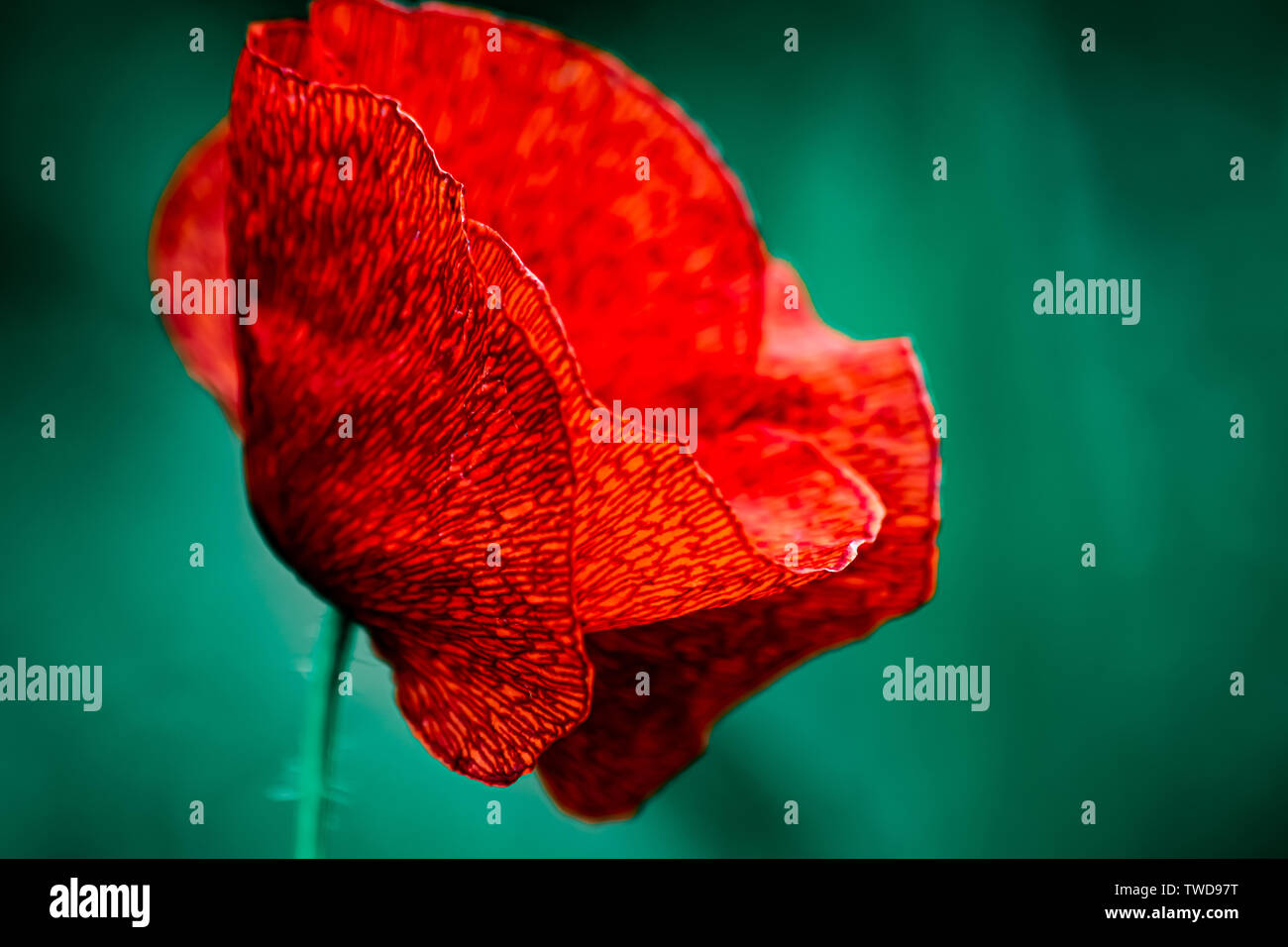 A beautiful red poppy taken in the English countryside in Spring Stock ...