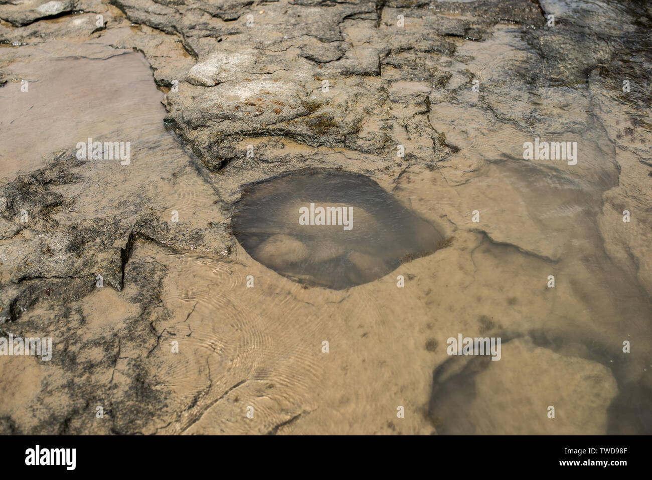 Coastal stone surface with holes at low tide Stock Photo - Alamy