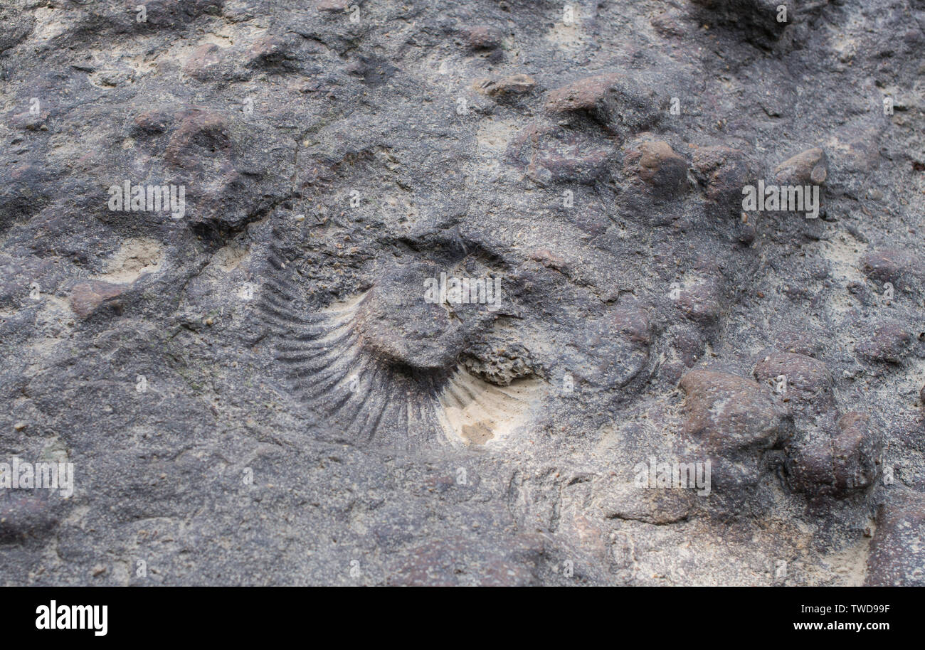 The imprint of a large shell. The print of Ammonite on the rock Stock ...
