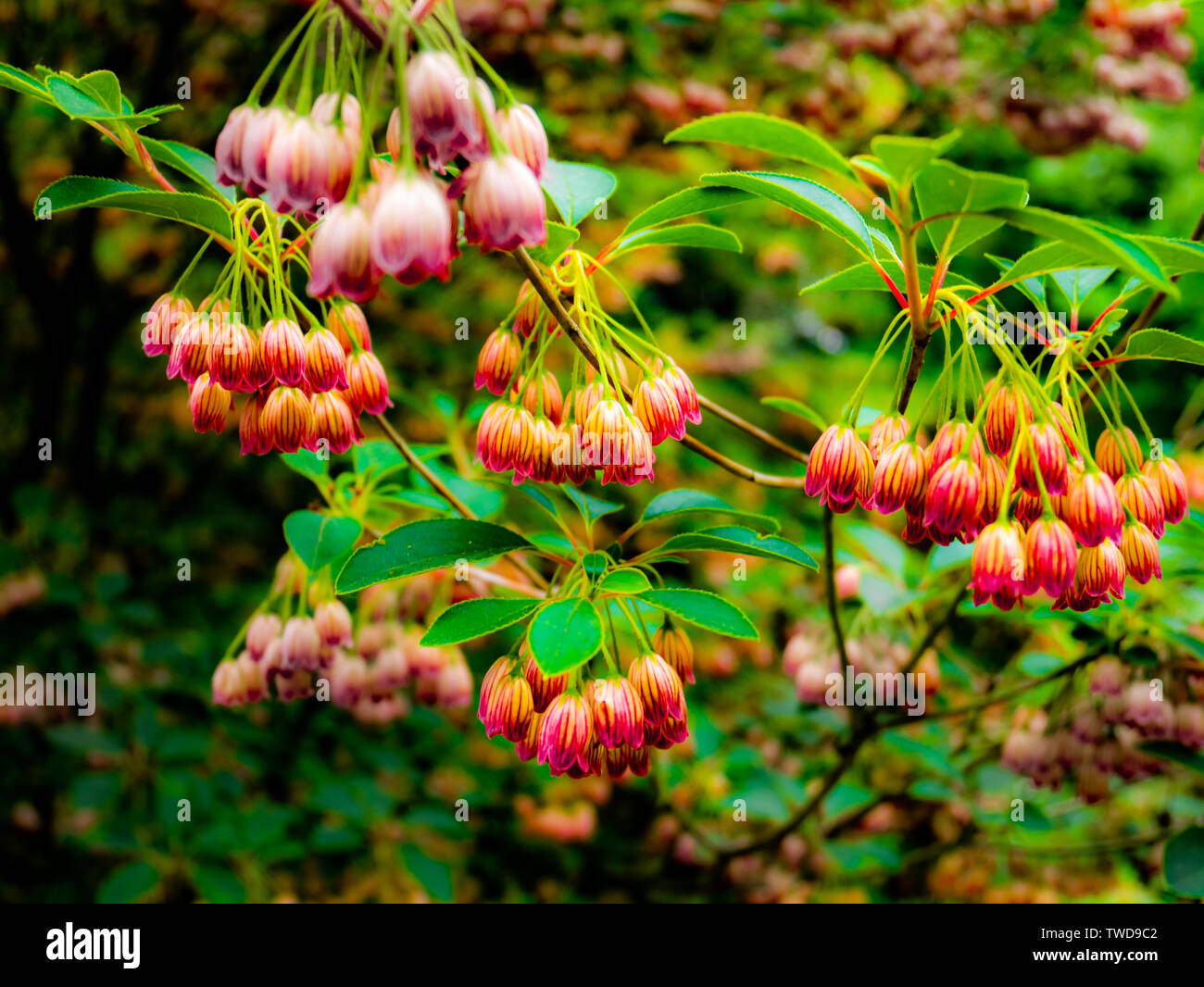 Creamy white bell-shaped flowers with red veins of redvein enkianthus ...