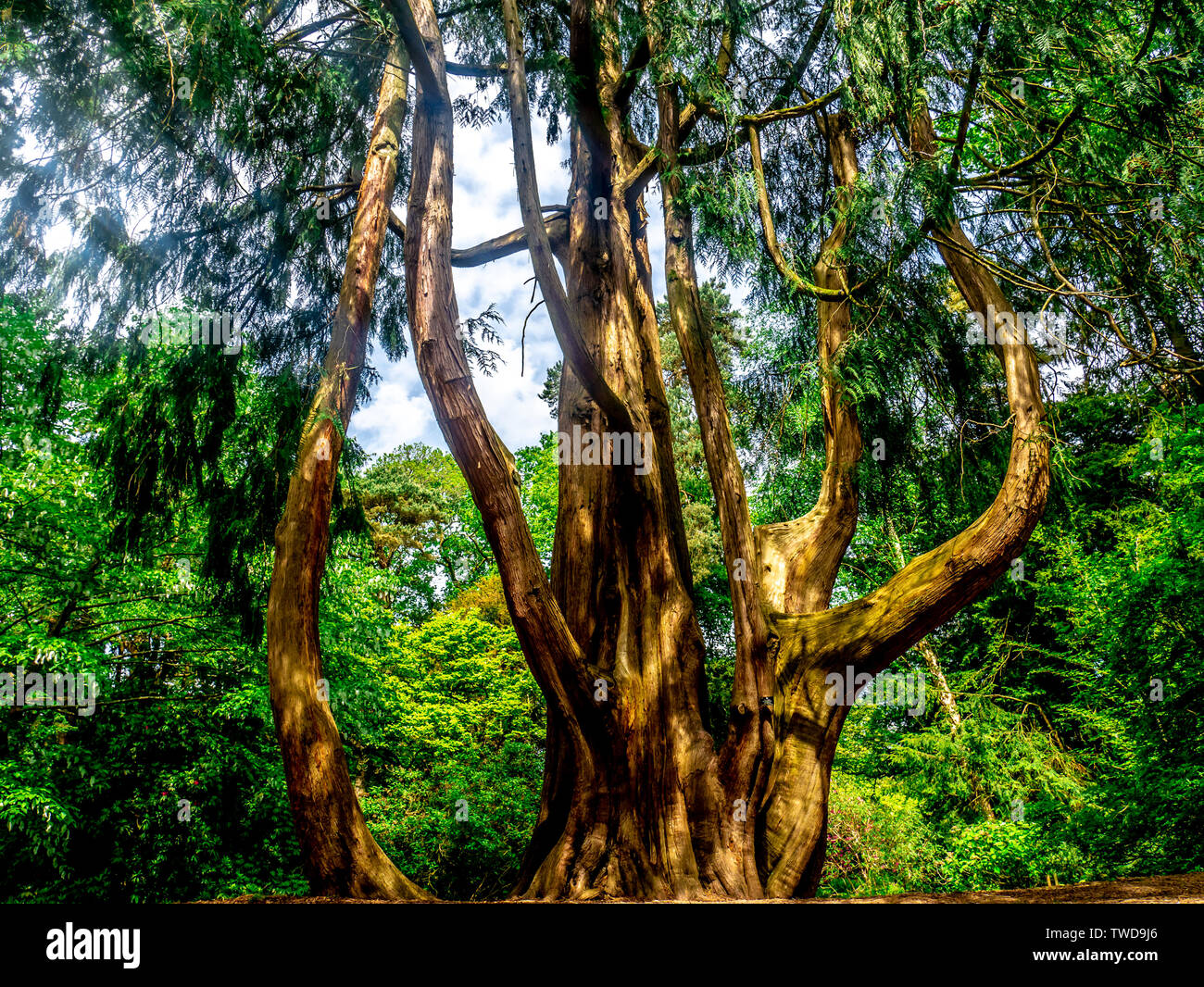 Unusual and striking trees Stock Photo - Alamy