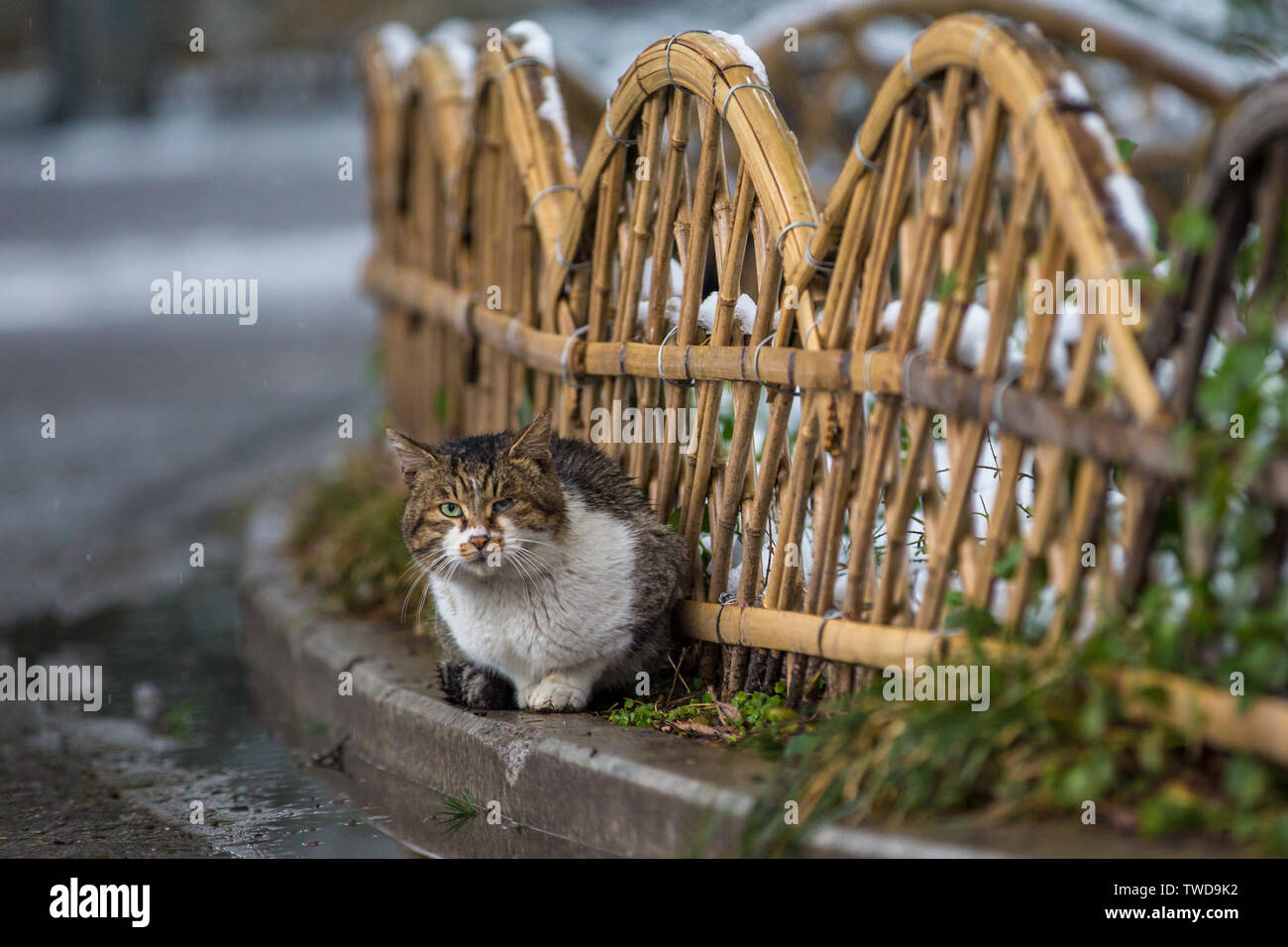 A wandering life Stock Photo - Alamy