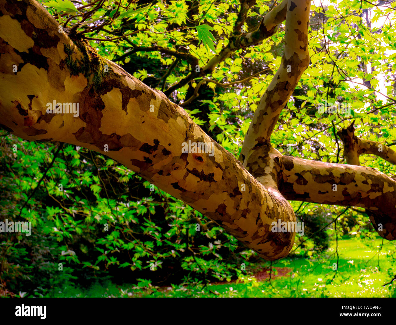 Unusual and striking trees Stock Photo - Alamy