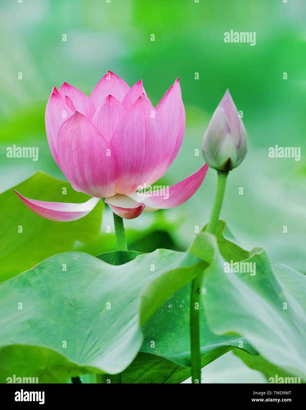 Lotus and birds Stock Photo - Alamy