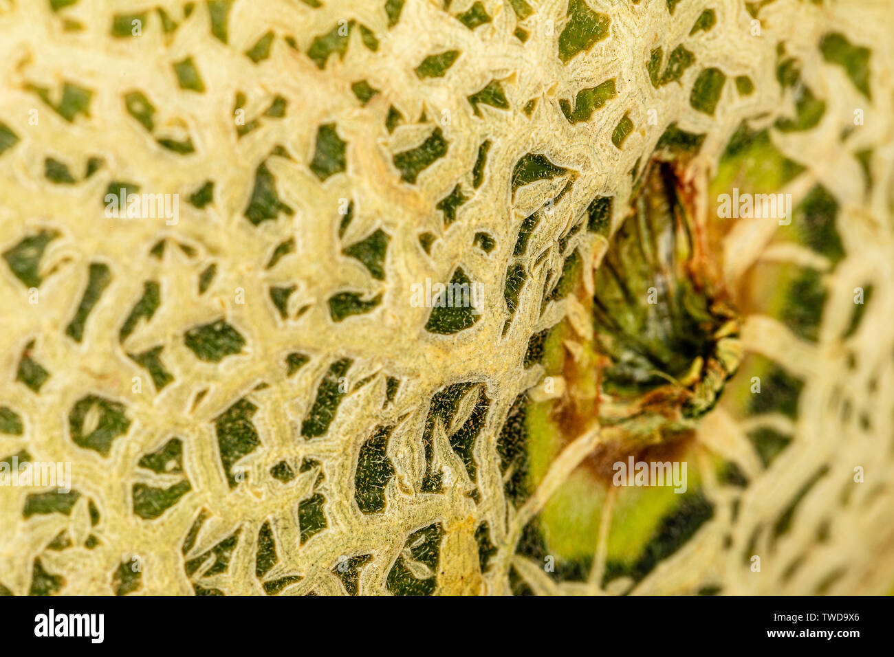 A tight macro of a Cantaloupe skin at the stem cut. The skin has high ...