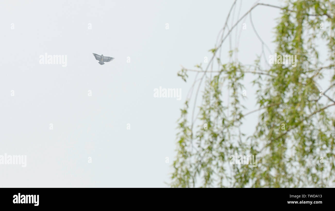 Swallowbird hi-res stock photography and images - Alamy