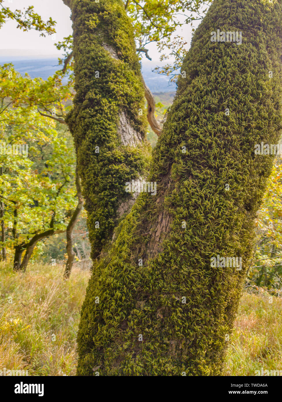 Forked trunk hi-res stock photography and images - Alamy