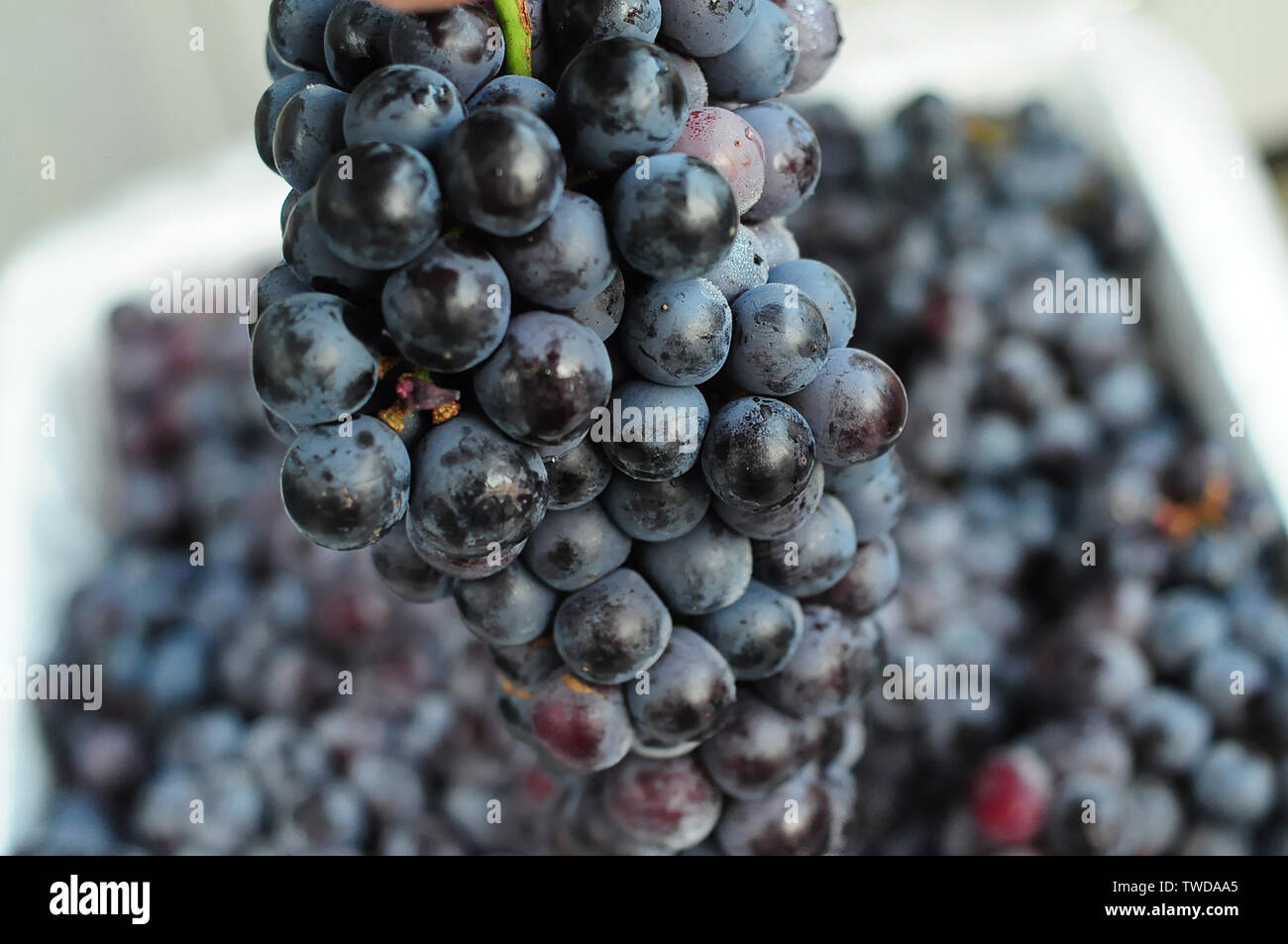 Summer black grapes Stock Photo - Alamy