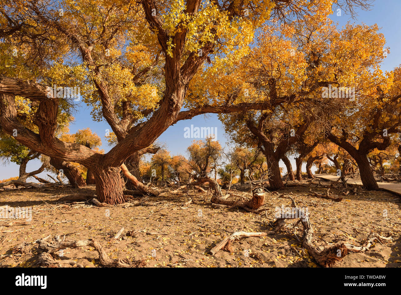 The most beautiful Hu Yang Lin Stock Photo - Alamy