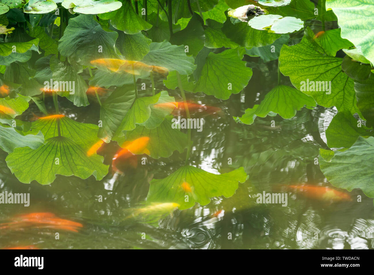 Fish pond lotus leaves Stock Photo - Alamy
