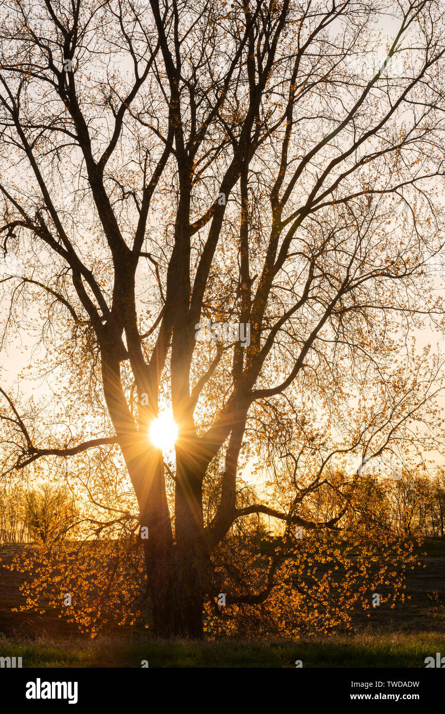 Eastern Cottonwood tree at sunrise (Populus deltoides), Spring, May, E ...