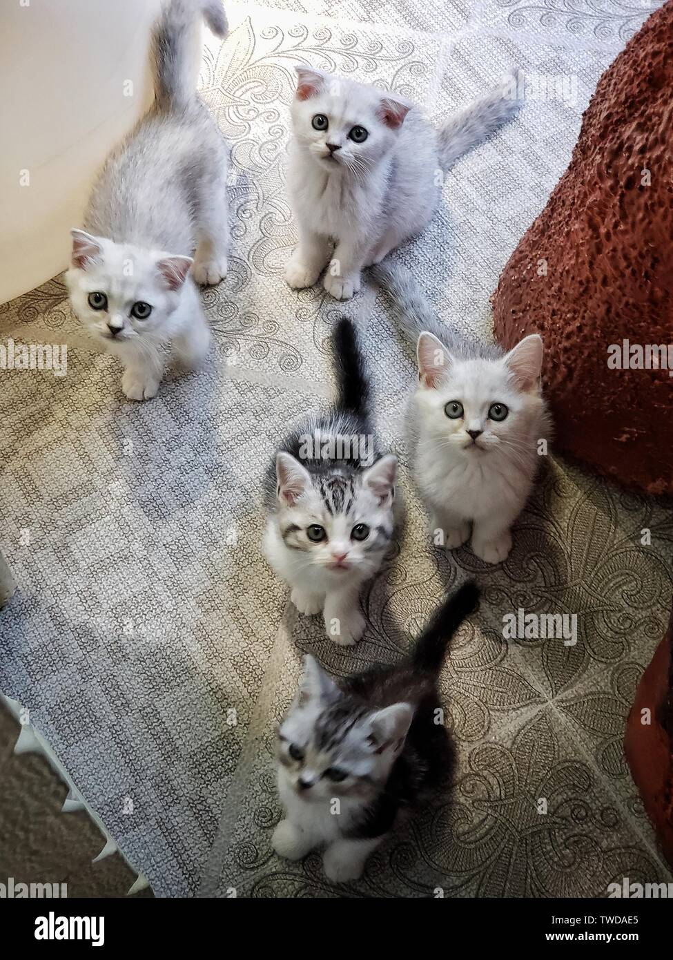 Hey kitty hi-res stock photography and images - Alamy