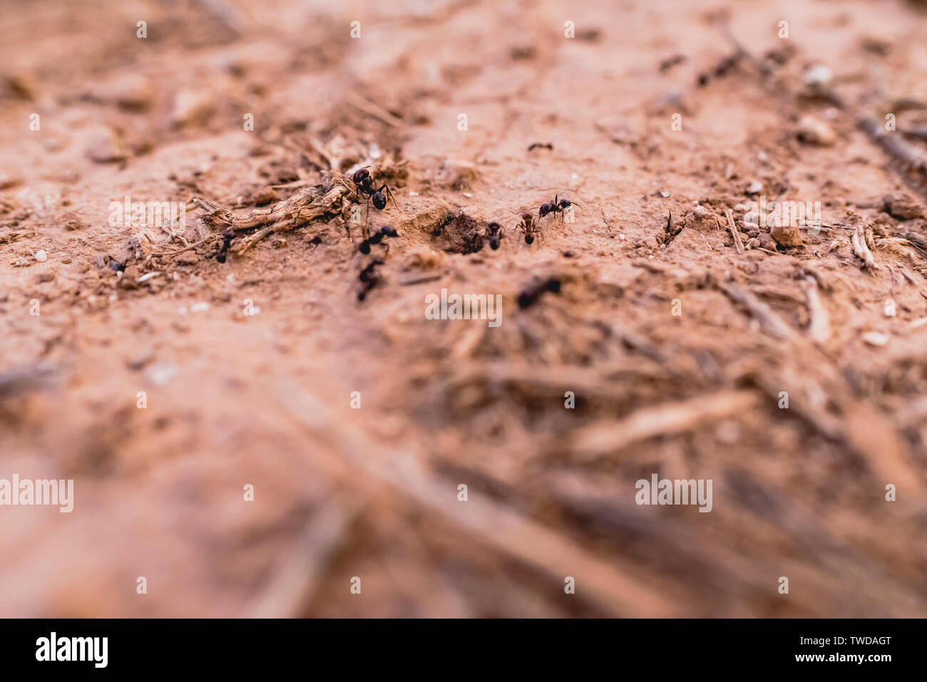 Ants in a row walking looking for food Stock Photo - Alamy