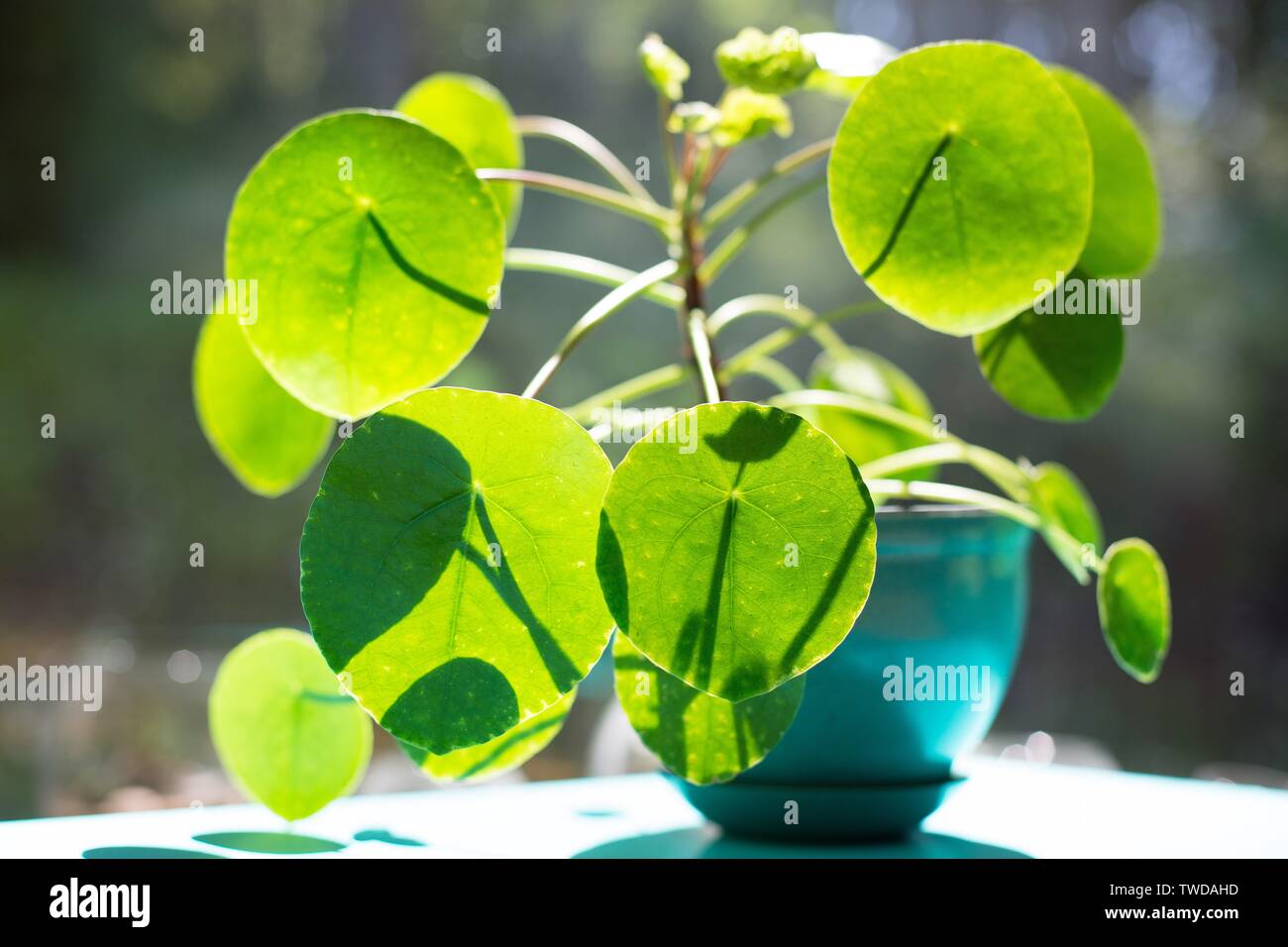 A Pilea peperomioides - Chinese Money plant Stock Photo - Alamy
