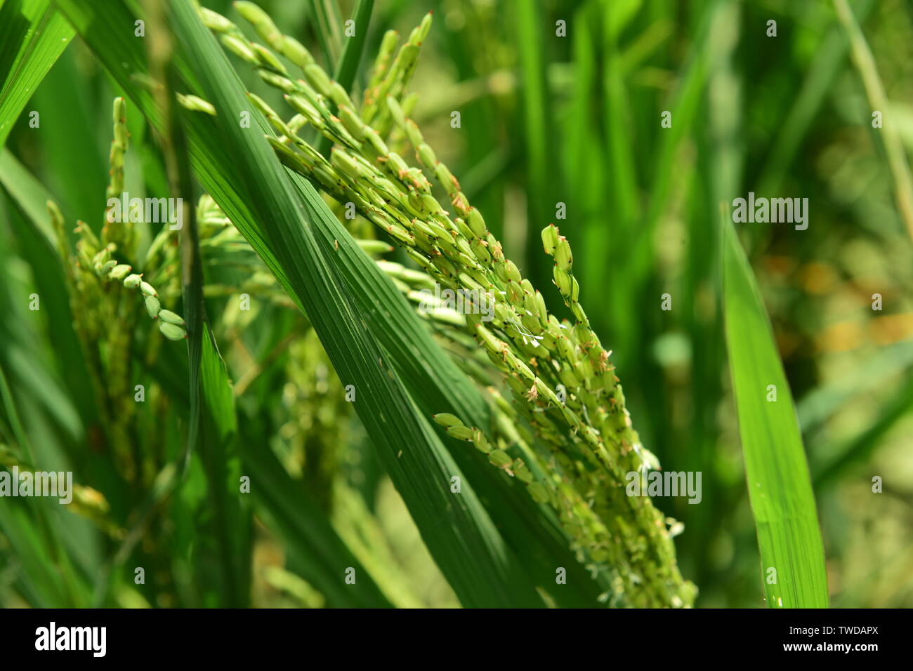 Rice spike paddy field, rice Stock Photo - Alamy