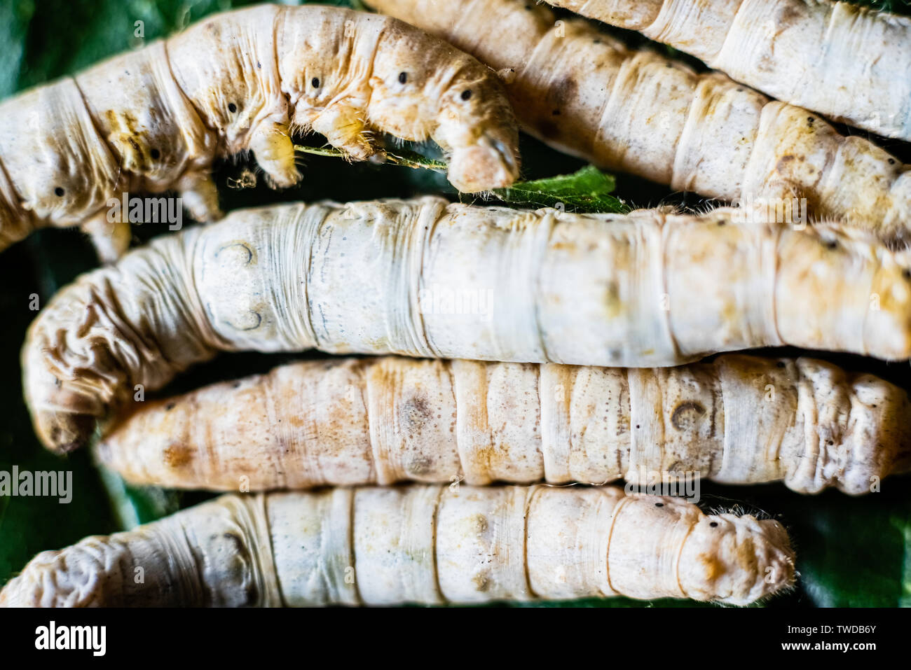 Mulberry tree silk worms hi-res stock photography and images - Alamy