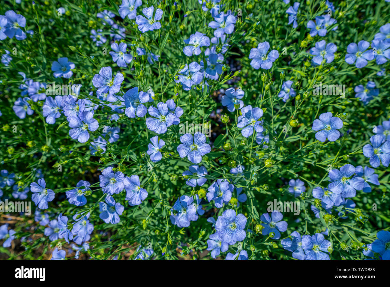 Blue flax flowers hi-res stock photography and images - Alamy