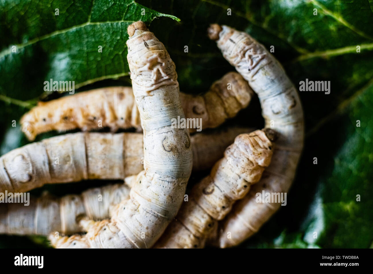 Mori silkworm caterpillar mulberry tree hi-res stock photography and ...