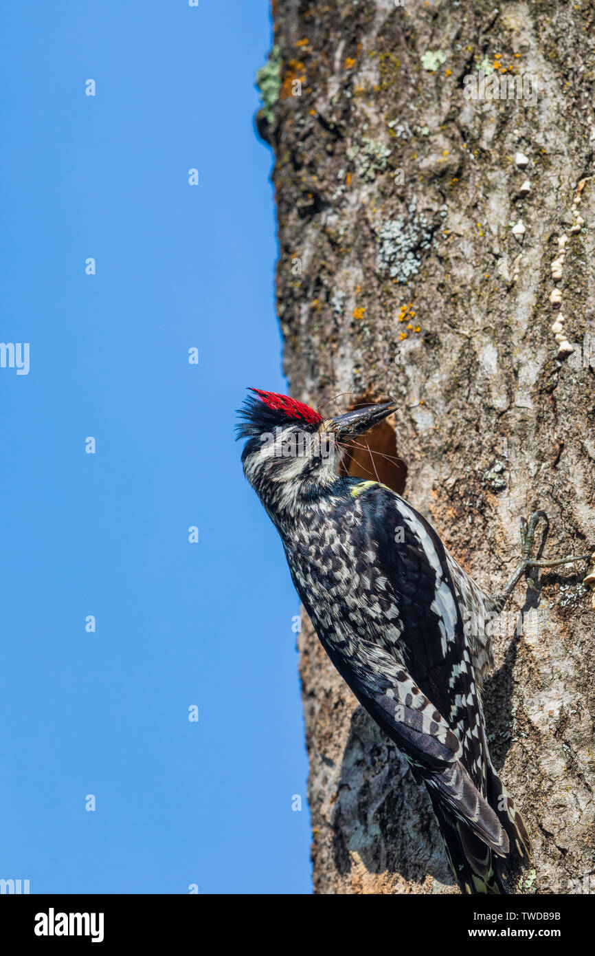 Female yellow-bellied sapsucker bringing food to her chicks Stock Photo ...