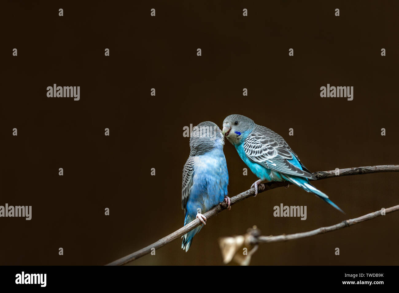 The darling of the world ----Tiger skin parrot Stock Photo - Alamy