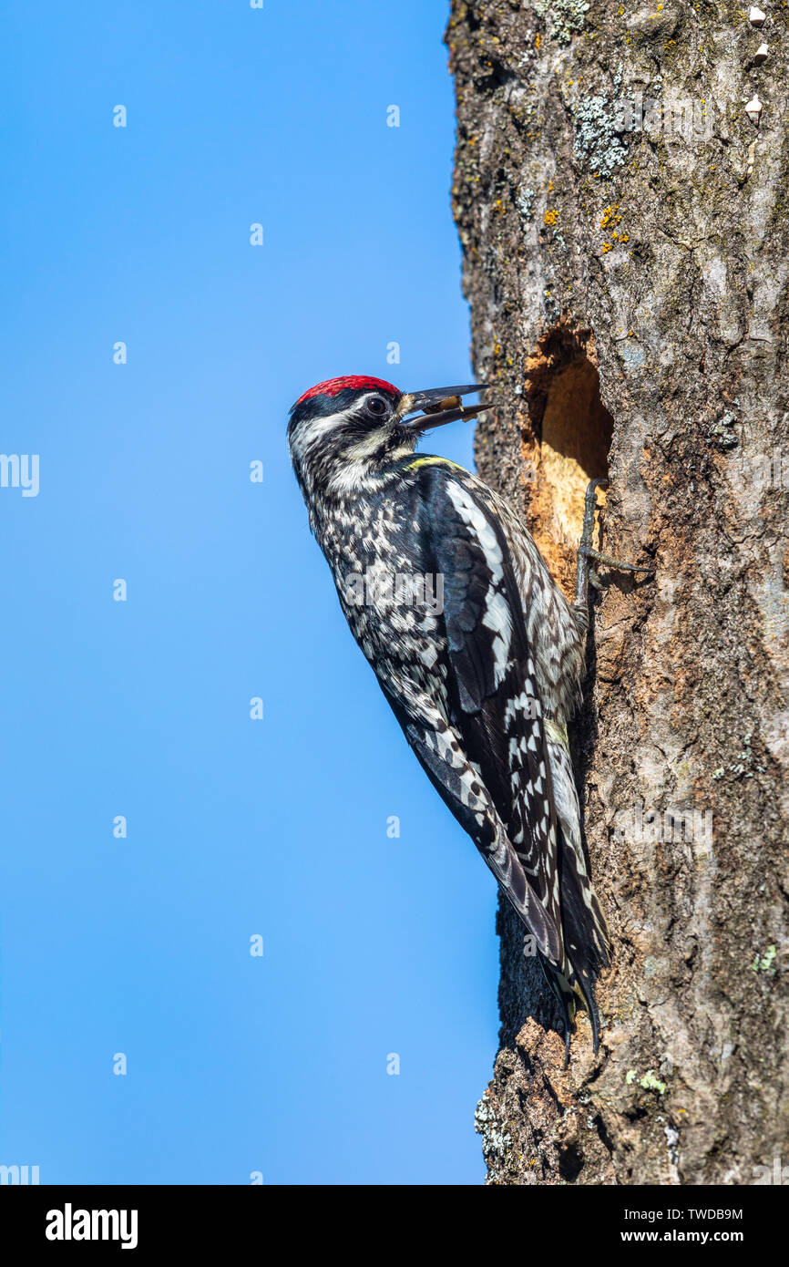 Female yellow-bellied sapsucker bringing food to her chicks Stock Photo ...